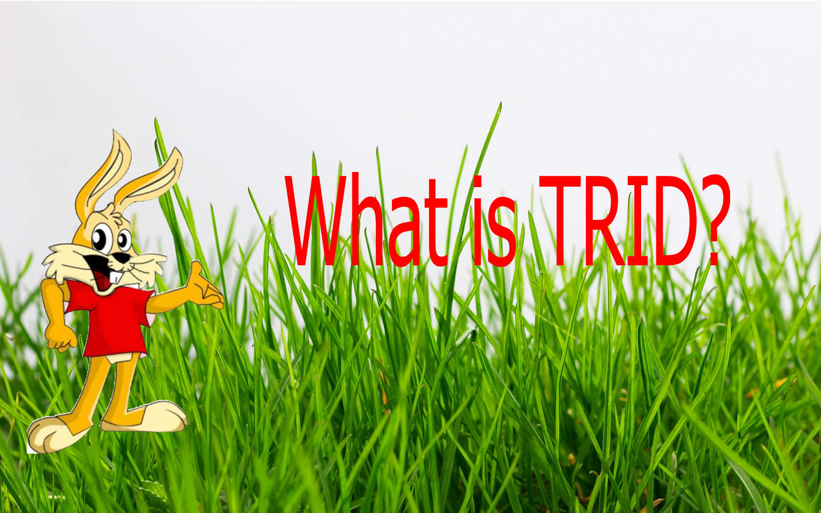 TRID is Here!! And it's not for Kids! - Boerne Real Estate For Sale