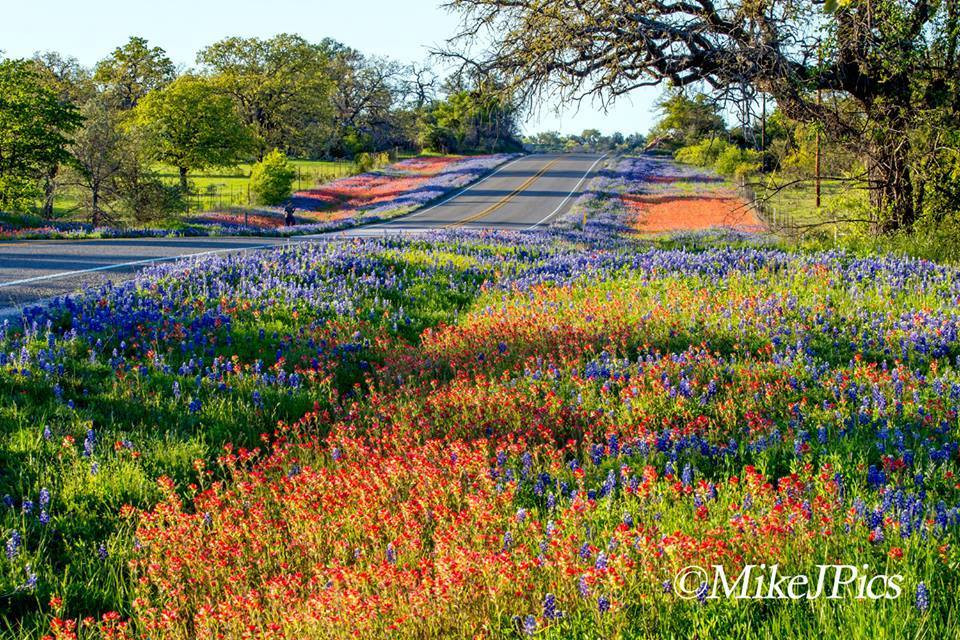 Bluebonnets in the Texas Hill Country - Boerne Real Estate For Sale