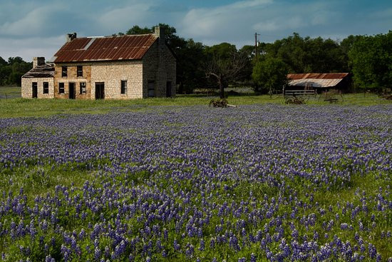 Bluebonnets in the Texas Hill Country - Boerne Real Estate For Sale